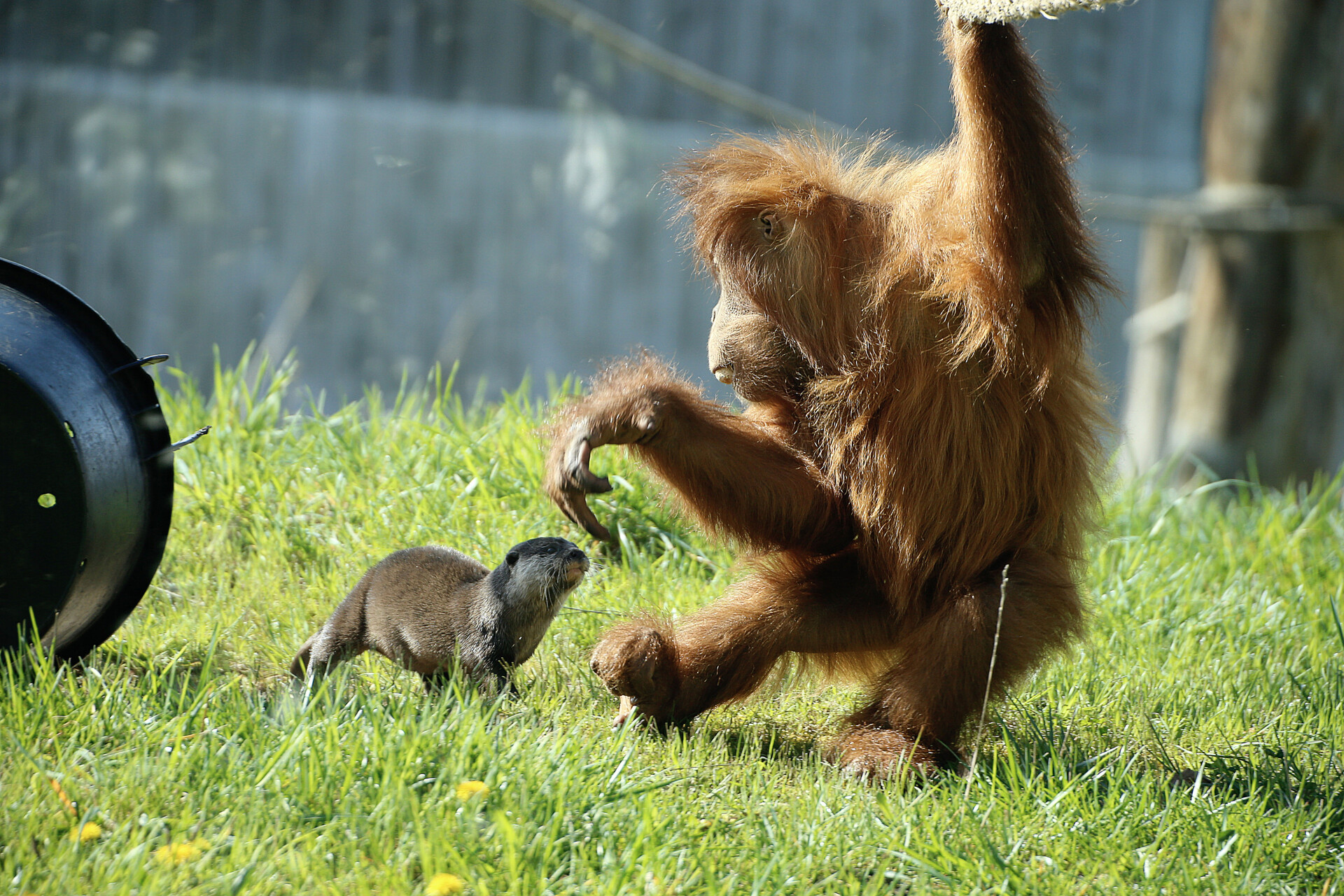 ZOO D'AMNÉVILLE - Agence Inspire Metz - Office de Tourisme