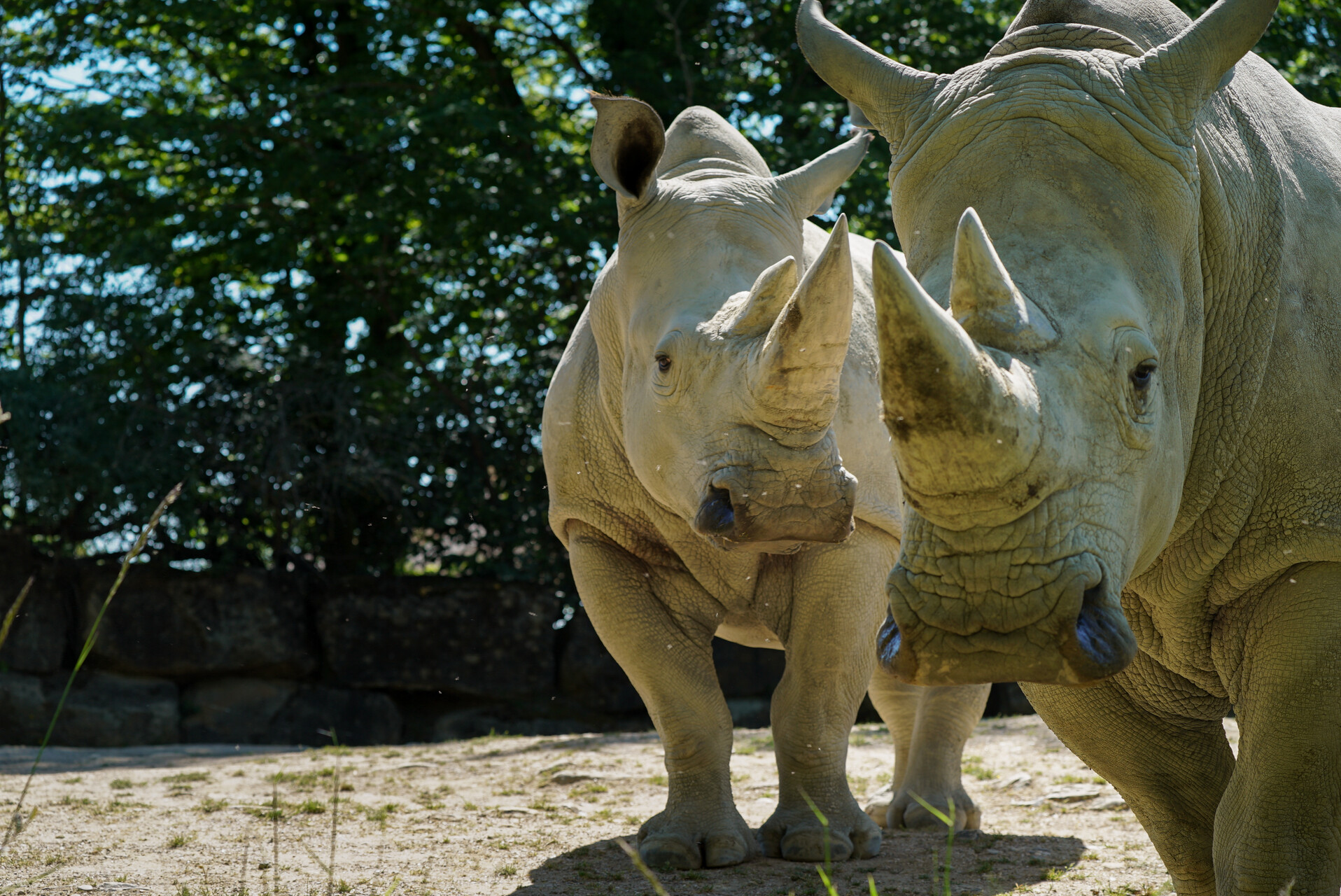 ZOO D'AMNÉVILLE - Agence Inspire Metz - Office de Tourisme